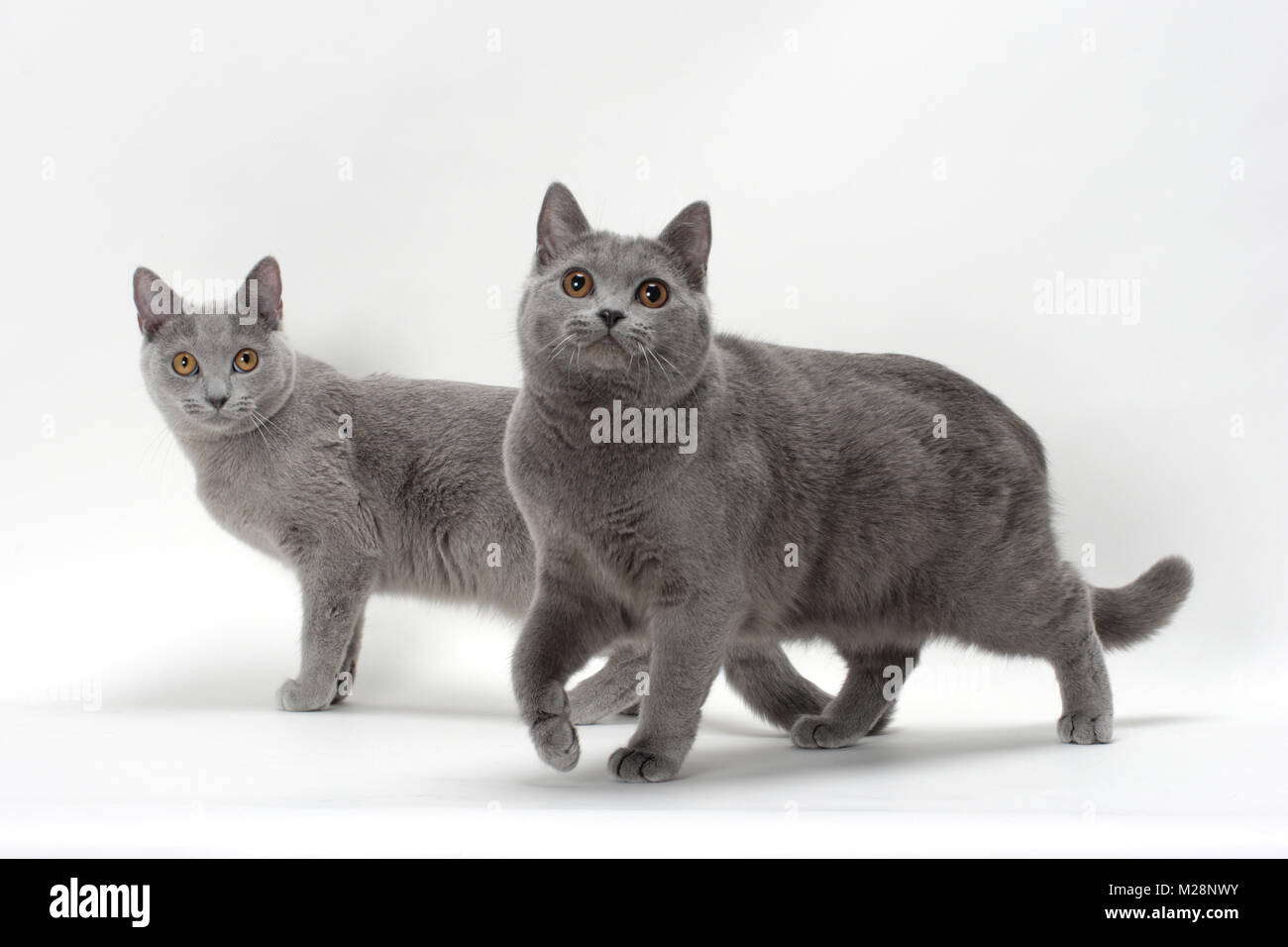 two chartreux cats Stock Photo - Alamy