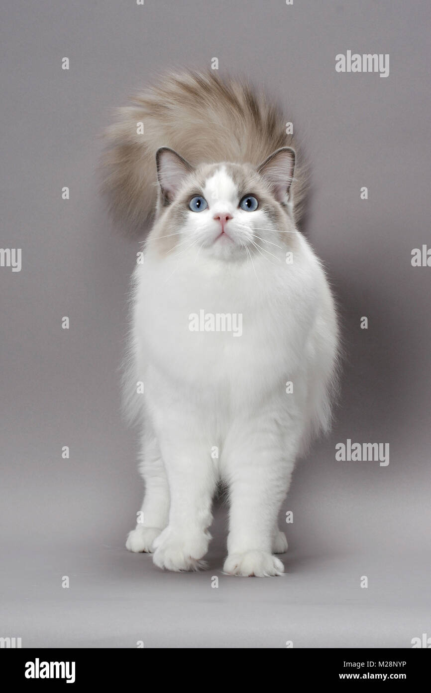 elegant blue point bi-colour Ragdoll on grey background Stock Photo - Alamy
