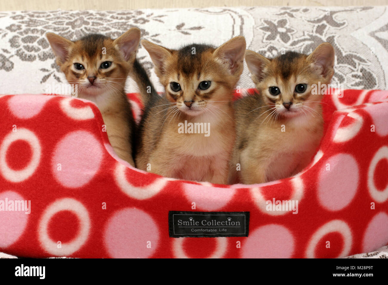 Abyssinians hi-res stock photography and images - Alamy
