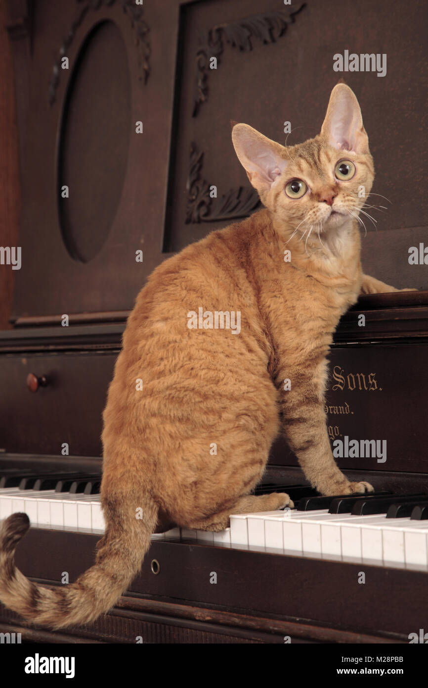 Devon Rex on piano Stock Photo - Alamy