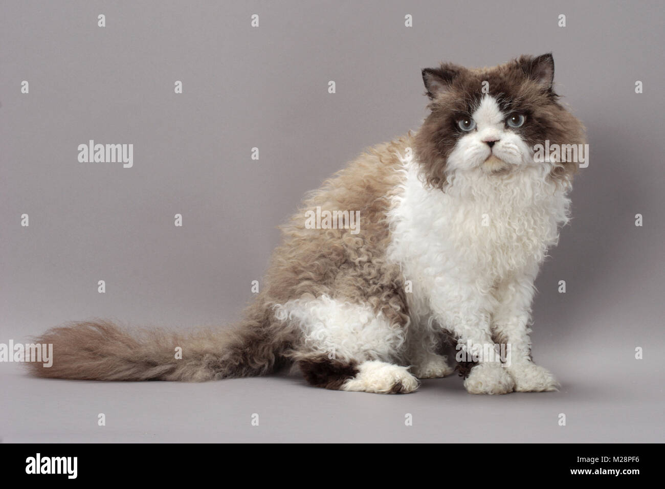 Seal Point & White Selkirk Rex, sitting Stock Photo - Alamy