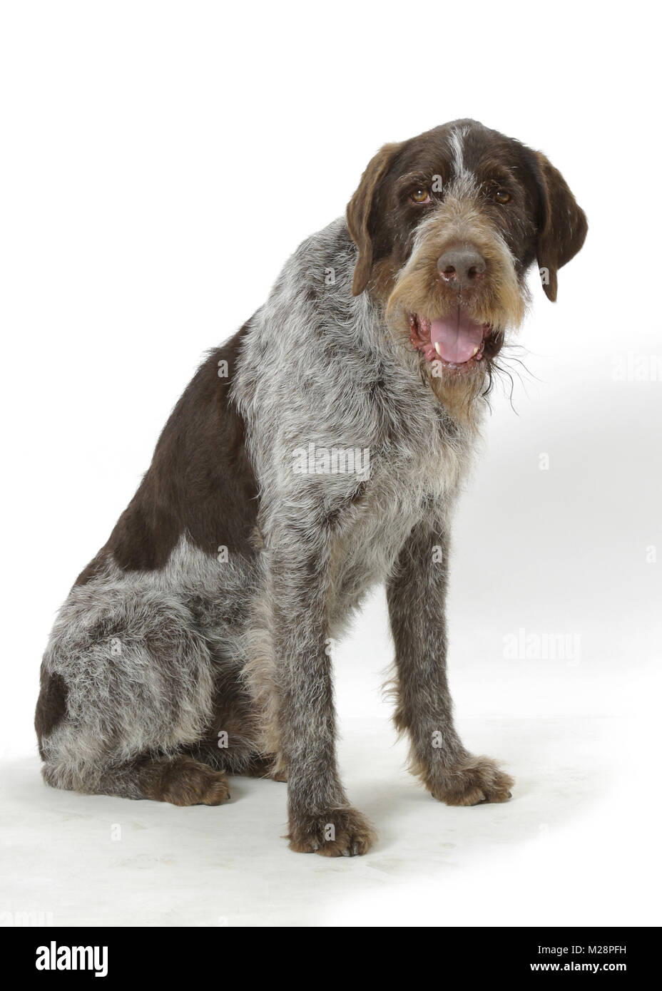 Can A German Roughhaired Pointer Live In Australia