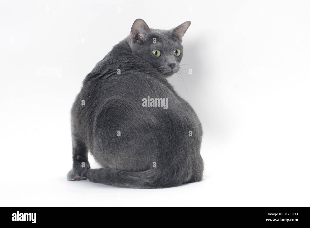 Cat full body sitting back hi-res stock photography and images - Alamy