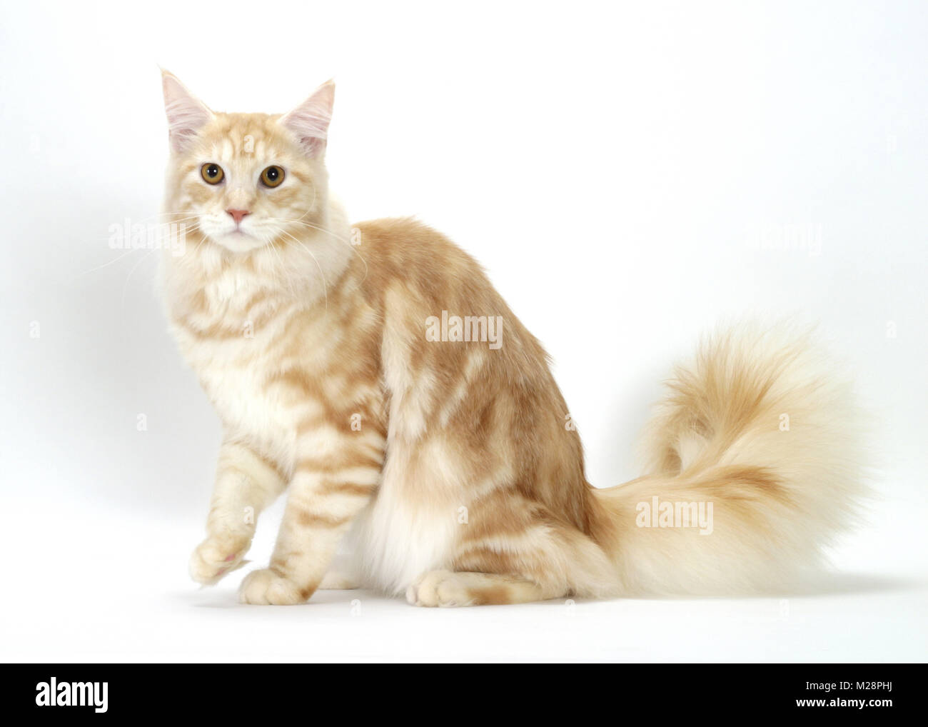 Red Silver Classic Tabby Maine Coon Stock Photo - Alamy