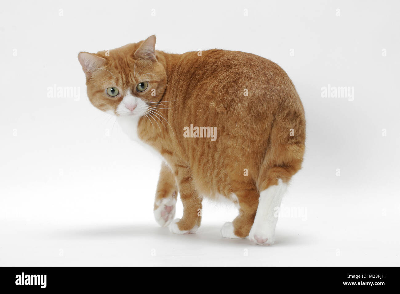 Manx cat back view, Red Mackerel Tabby & White colour Stock Photo - Alamy