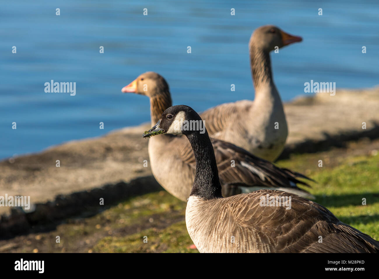 Pink footed goose dorset hi-res stock photography and images - Alamy