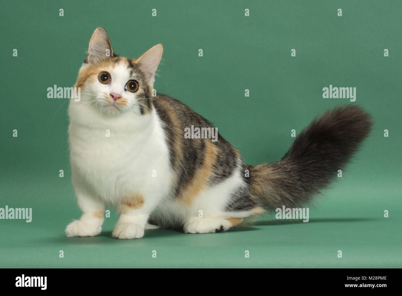 Brown Classic Torbie & White Munchkin on green background Stock Photo ...