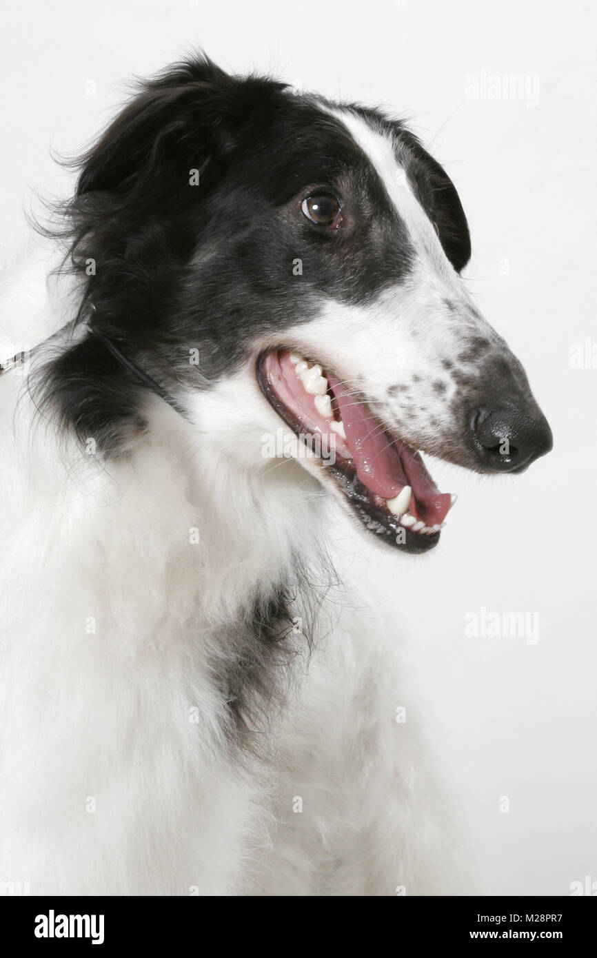 Australian Champion Borzoi, head study Stock Photo - Alamy