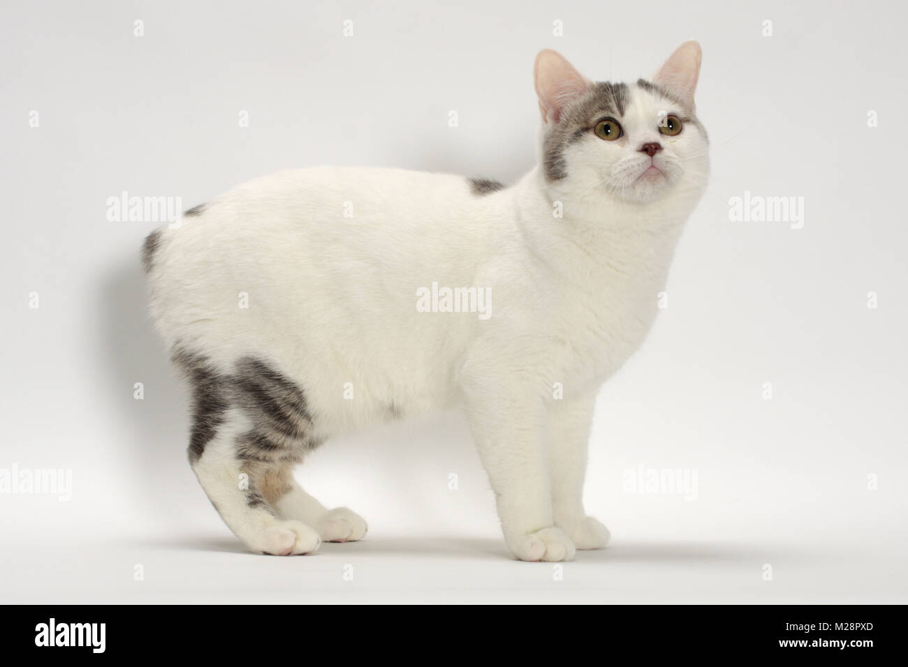 Blue Classic Tabby and White Manx Stock Photo - Alamy