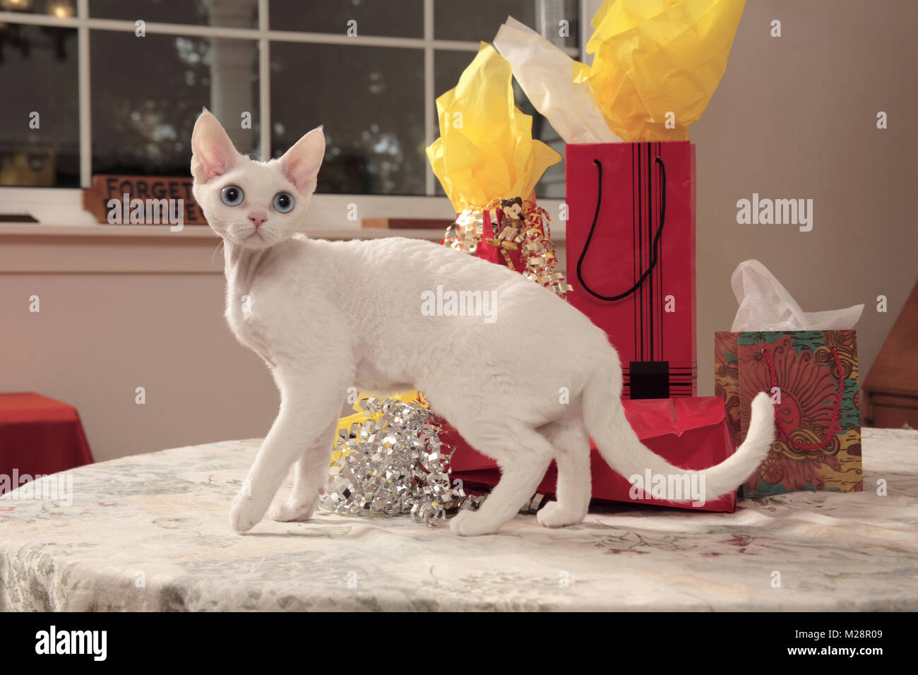 Devon rex cat standing hi-res stock photography and images - Alamy