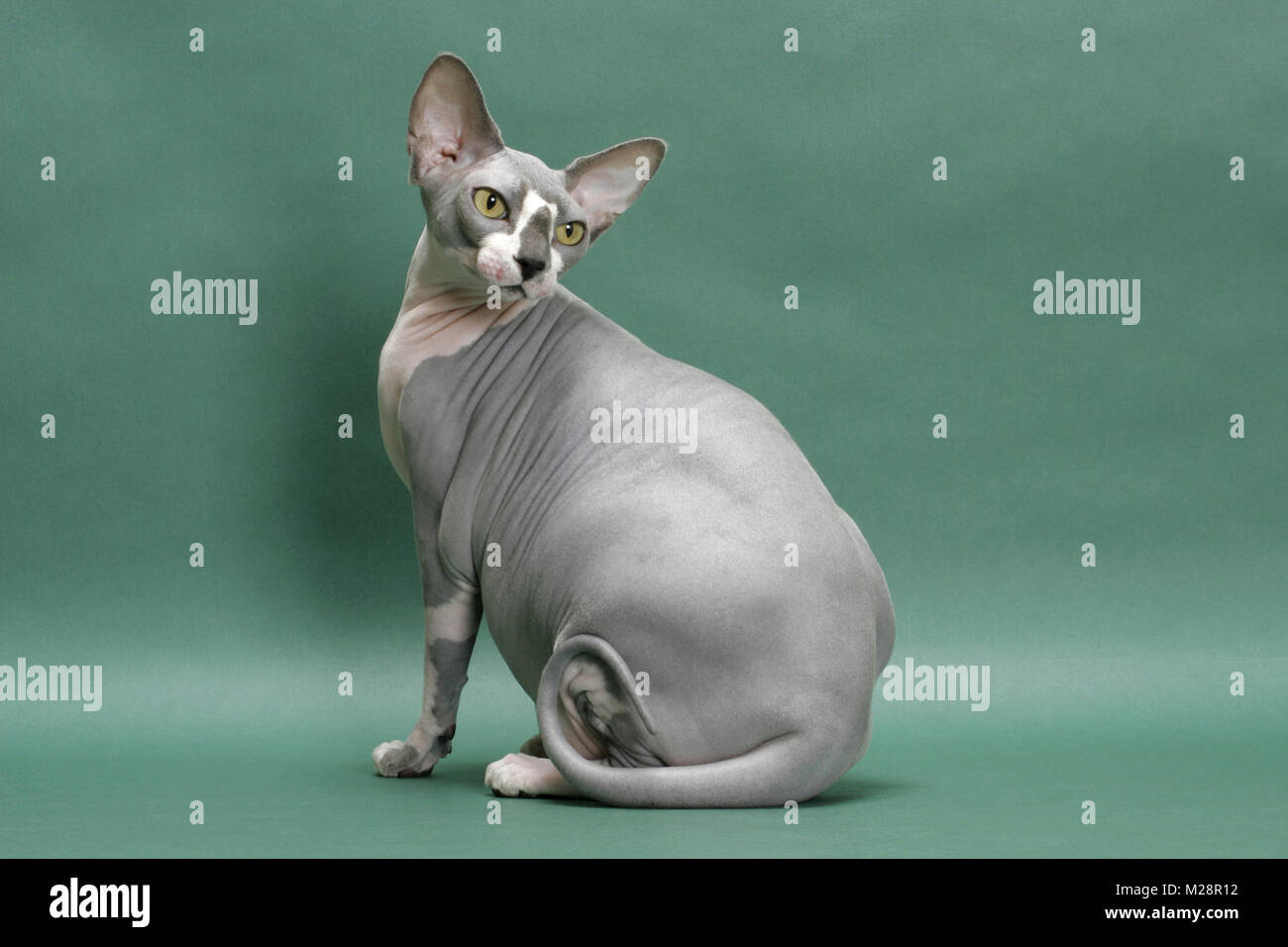 Blue & White Sphynx sitting on green background Stock Photo - Alamy