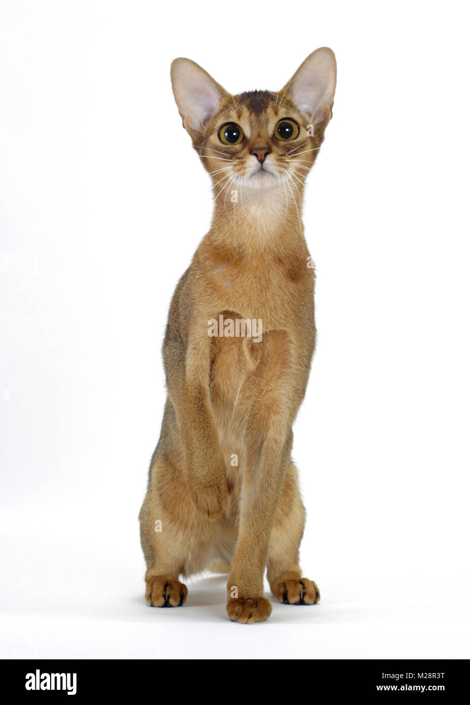 ruddy abyssinian front view Stock Photo - Alamy