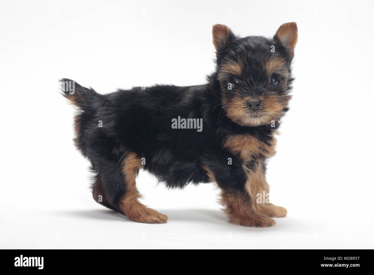 cute Yorkshire Terrier puppy on white background, side view Stock Photo ...