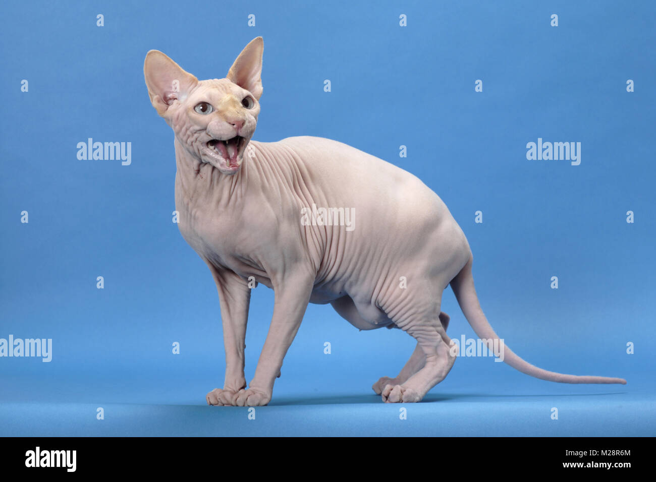 red point and white Sphynx Stock Photo - Alamy
