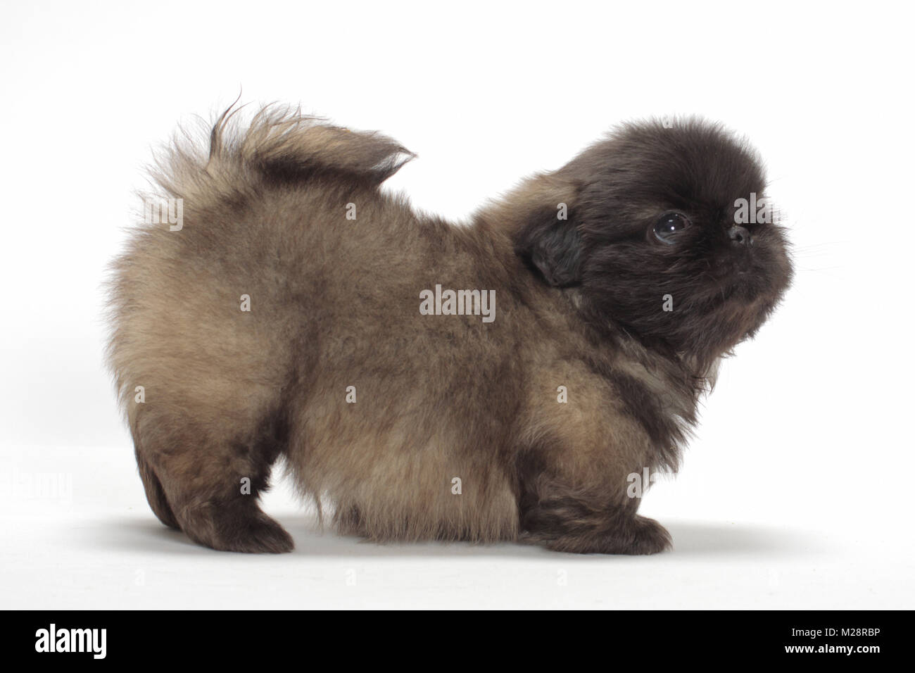 Pekingese puppy on white background, side view Stock Photo - Alamy