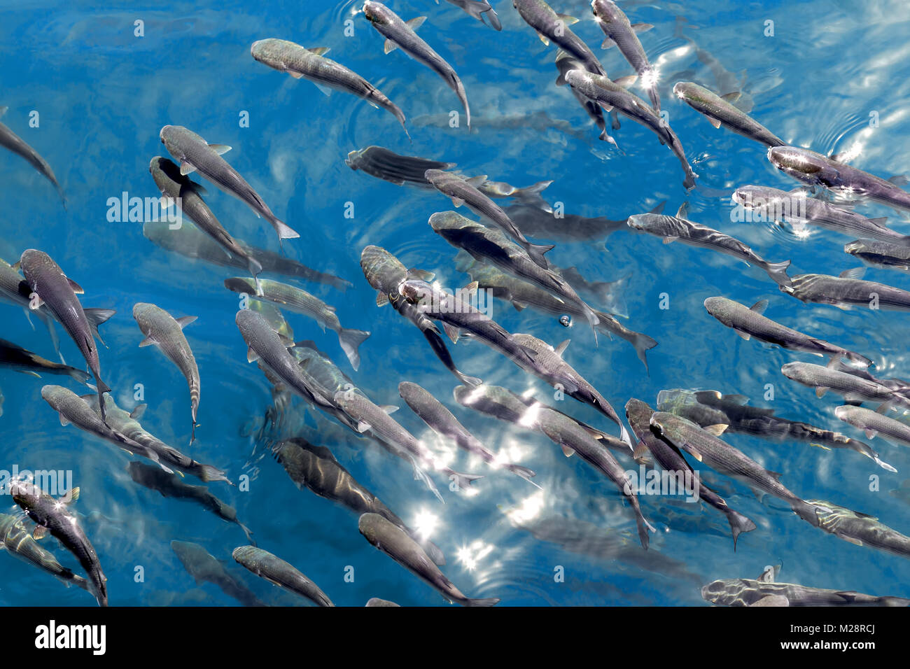 flock of fish in clear blue water Stock Photo - Alamy