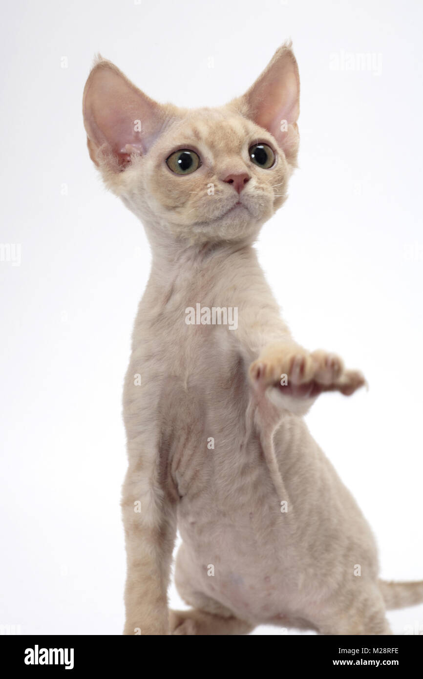 young cream Devon Rex, begging, white background Stock Photo - Alamy