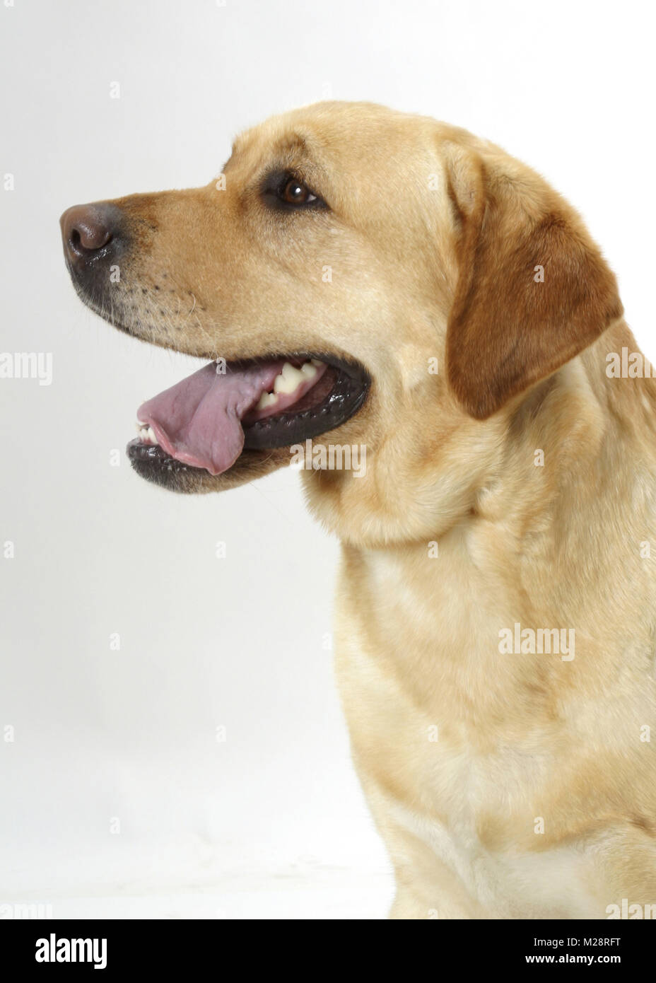 Australian Champion yellow Labrador Stock Photo - Alamy