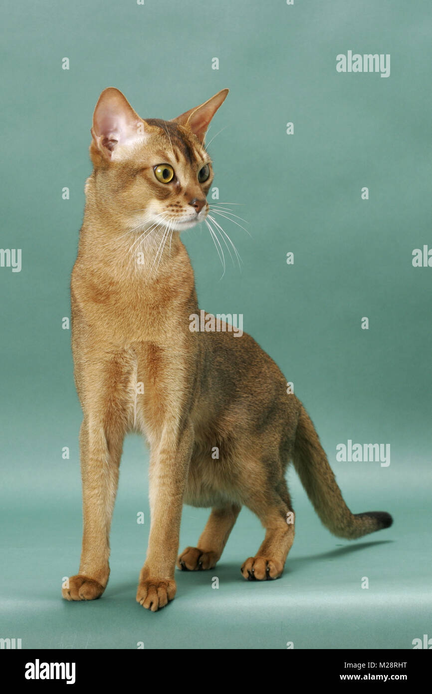 Ruddy Abyssinian, looking aside, on green background Stock Photo - Alamy