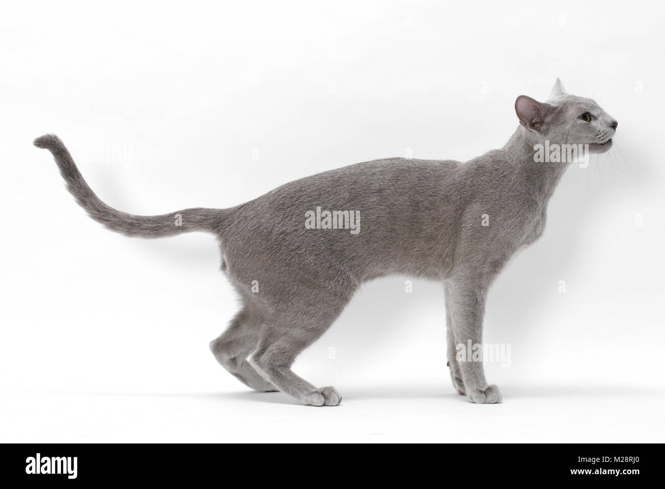 Side view russian blue cat hi-res stock photography and images - Alamy