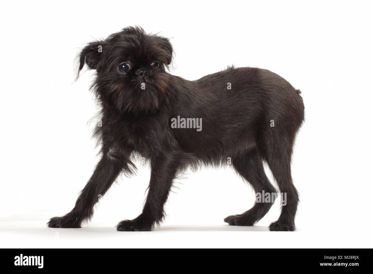 Black griffon hi-res stock photography and images - Alamy