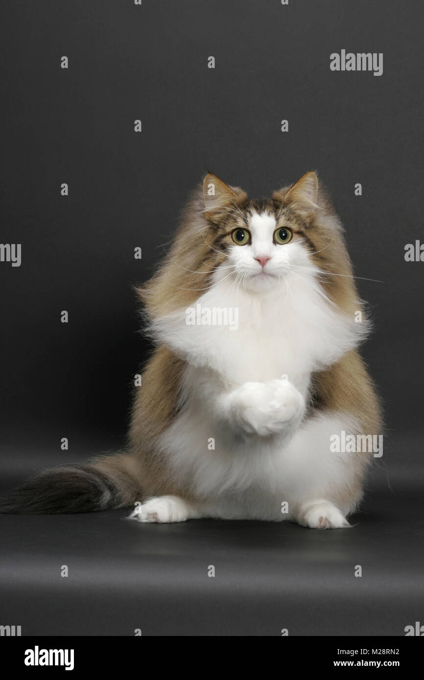 Grey And White Norwegian Forest Cat