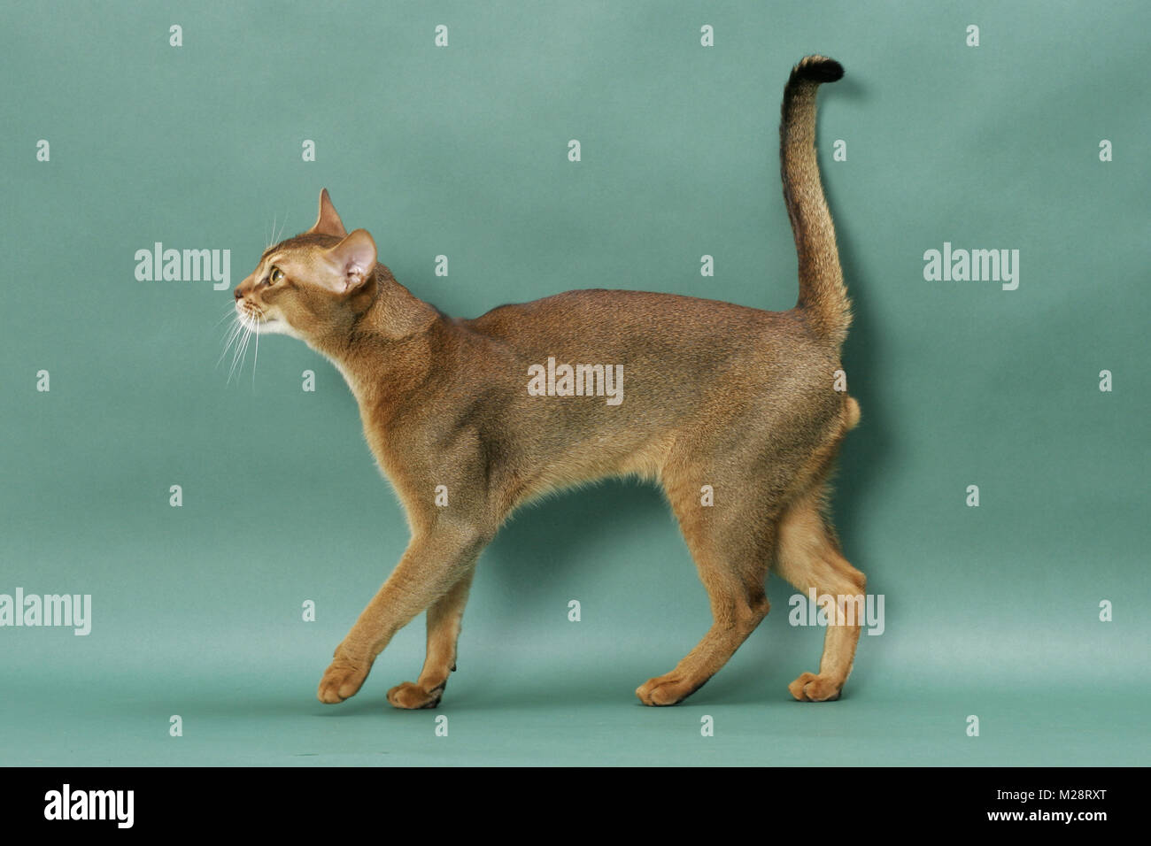 Abyssinian cat standing hi-res stock photography and images - Alamy