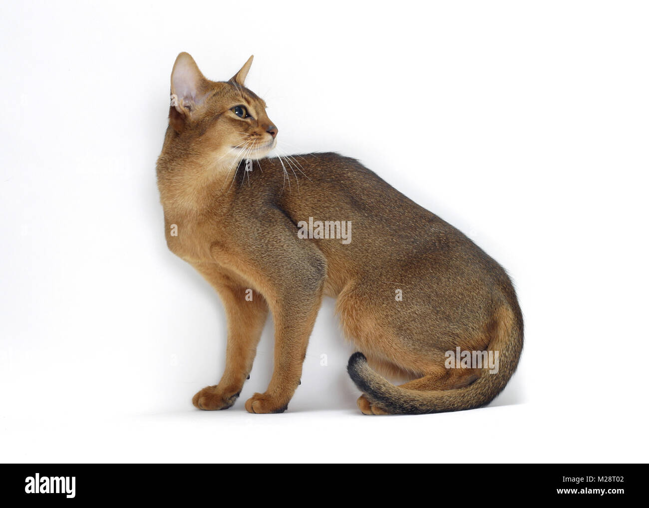 female, ruddy Abyssinian sitting on white background Stock Photo - Alamy