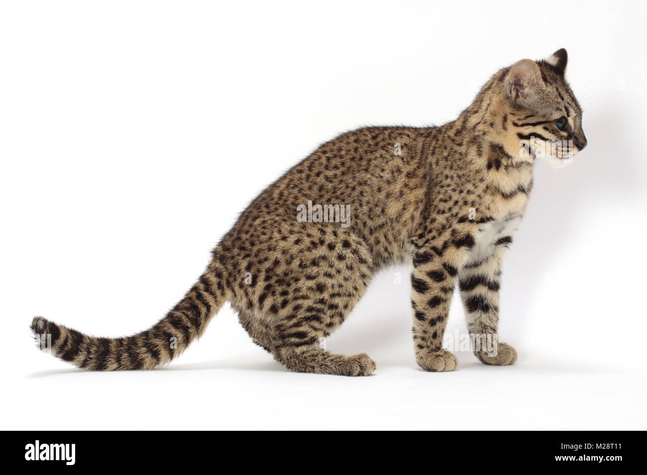 Golden Spotted Tabby Stock Photo - Alamy