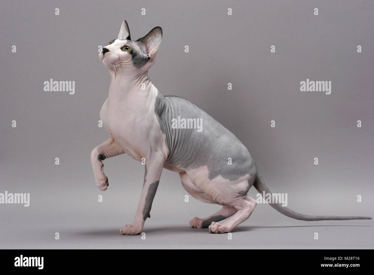 Sphynx cat looking up, one leg up Stock Photo - Alamy
