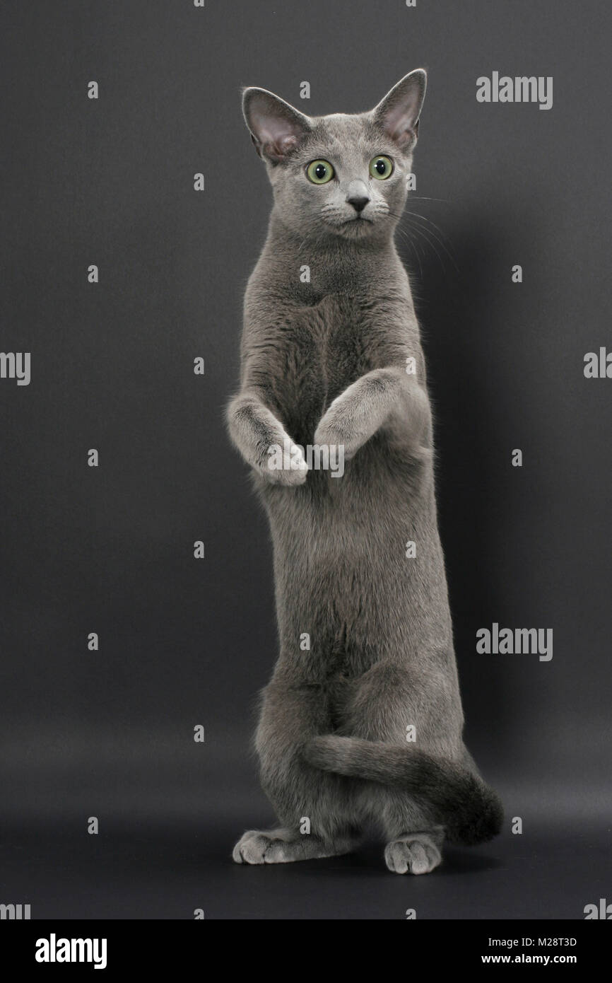 Russian Blue female cat, standing on hind legs Stock Photo - Alamy