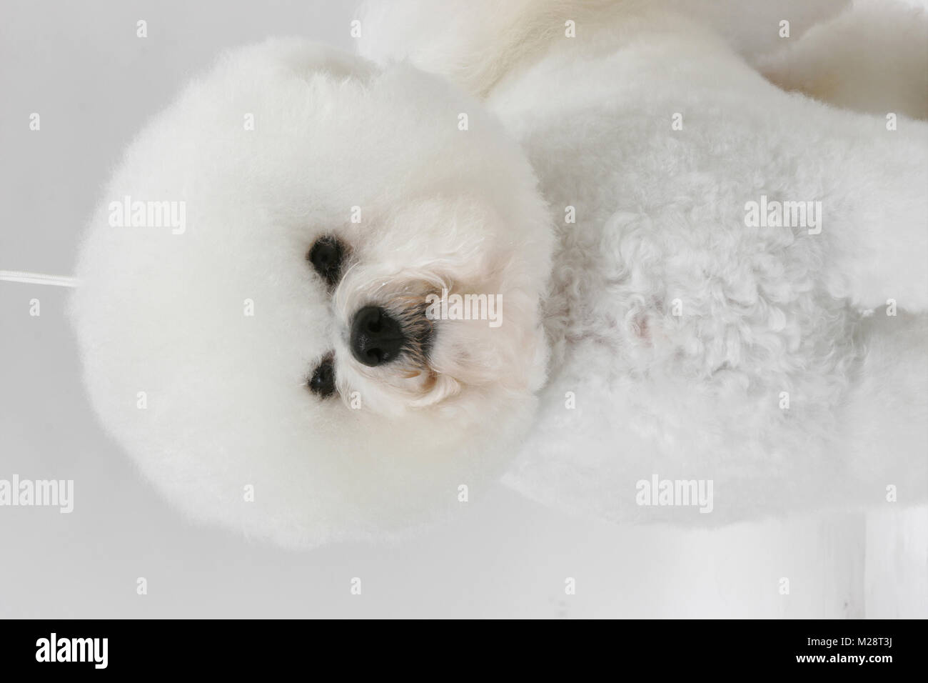Australian Champion Bichon Frise portrait Stock Photo - Alamy