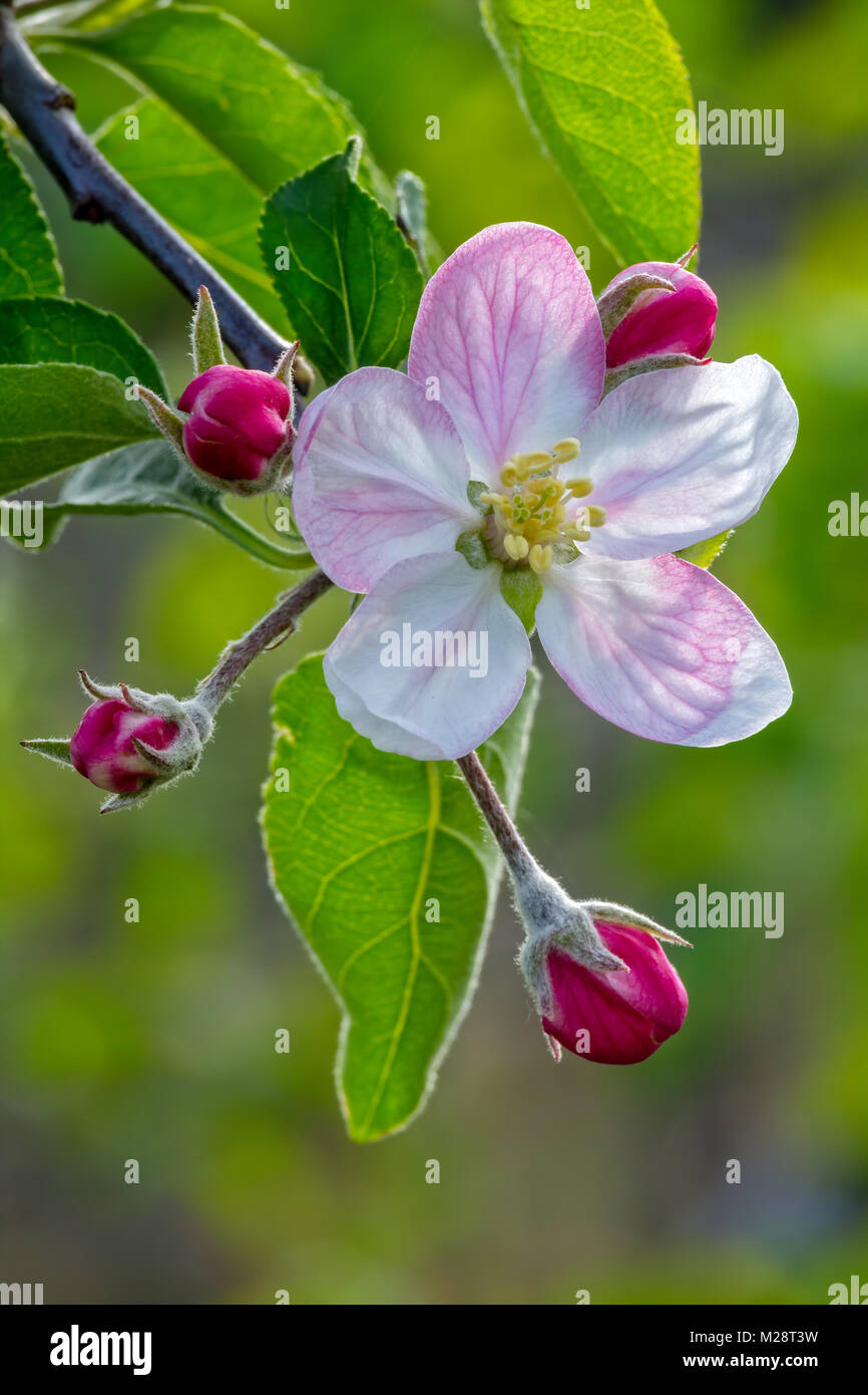 Nice apple flowers in springtime Stock Photo - Alamy