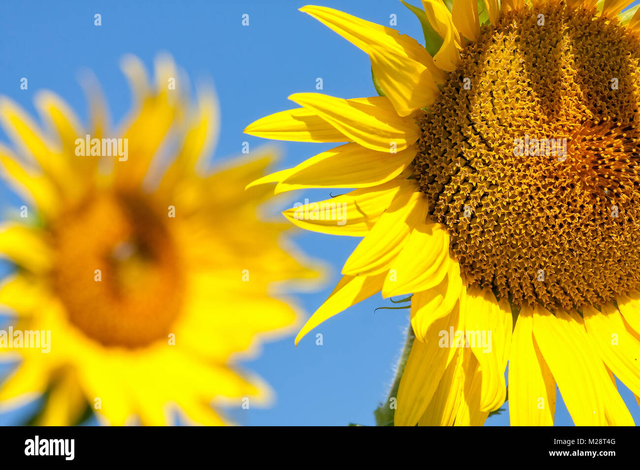 Nice sunflower in springtime Stock Photo - Alamy