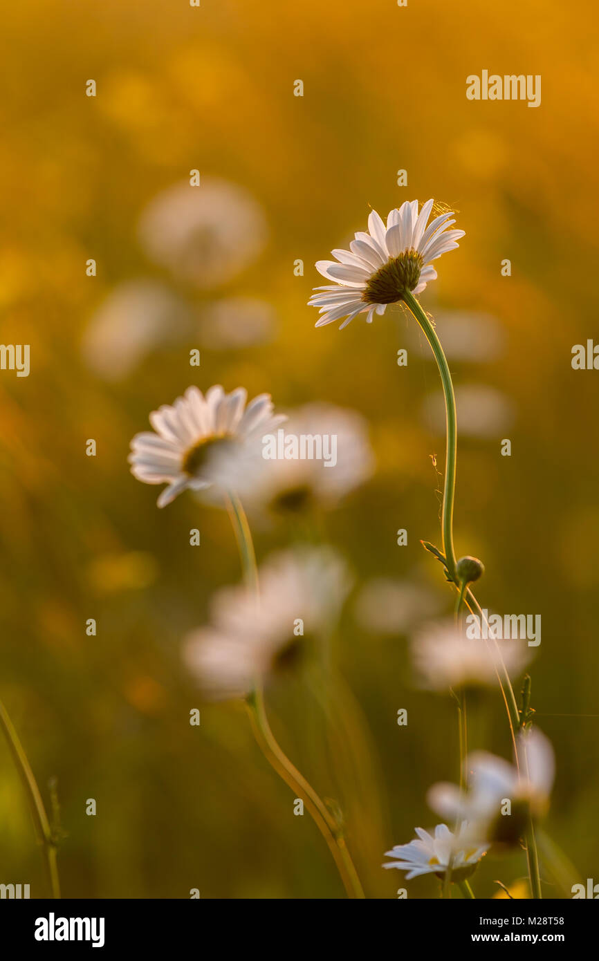Moon daisy chrysanthemum hi-res stock photography and images - Alamy