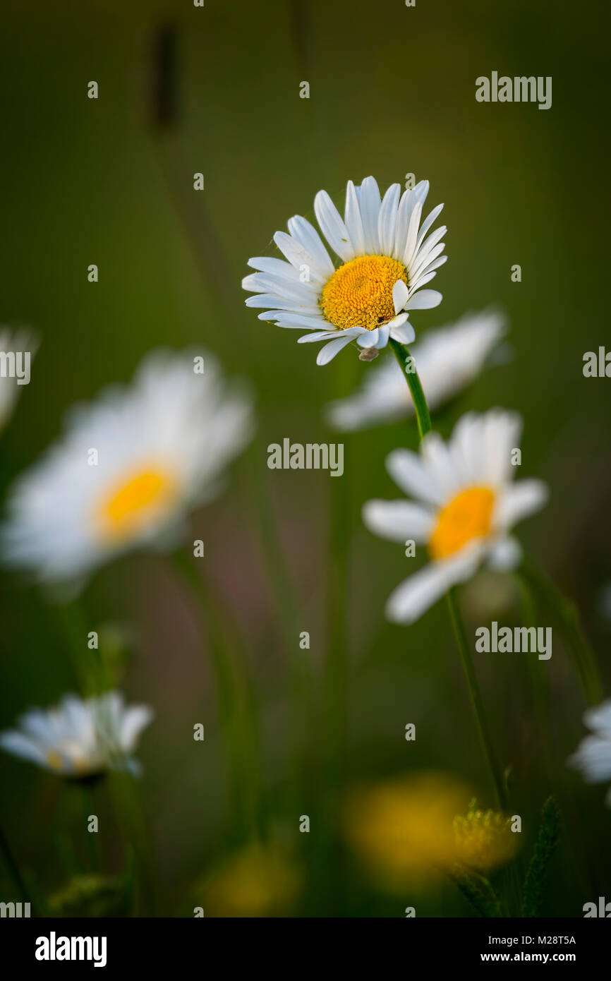 Moon Daisy High Resolution Stock Photography and Images - Alamy