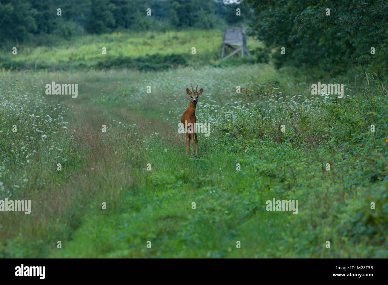 Young roebuck in the forest Stock Photo - Alamy