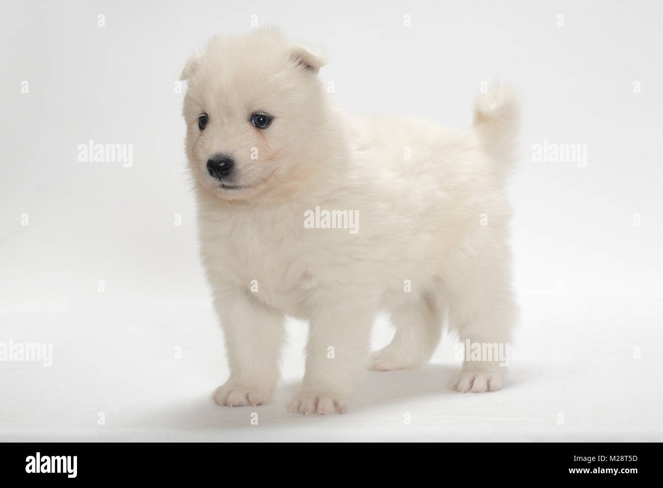 Samoyed puppy in studio Stock Photo - Alamy