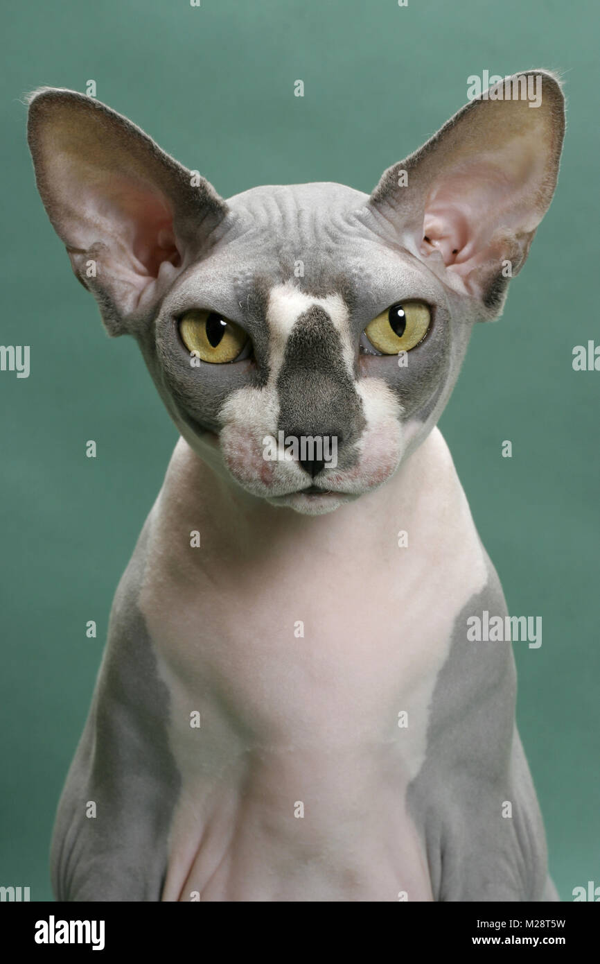 Blue & White Sphynx portrait Stock Photo - Alamy