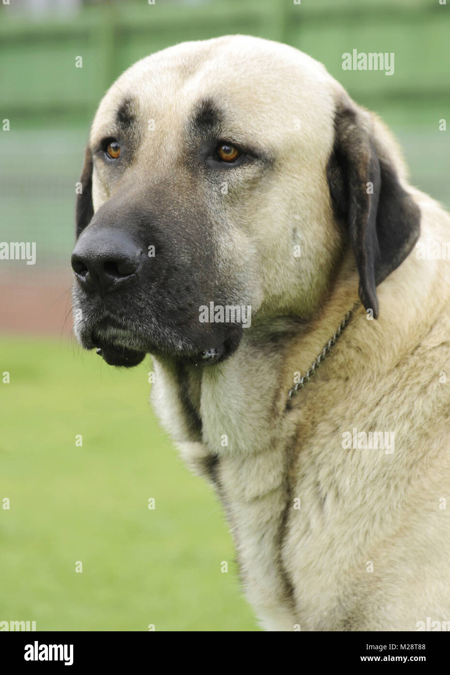 Australian Champion Fawn / Black Mask Kangal (closely related to the ...