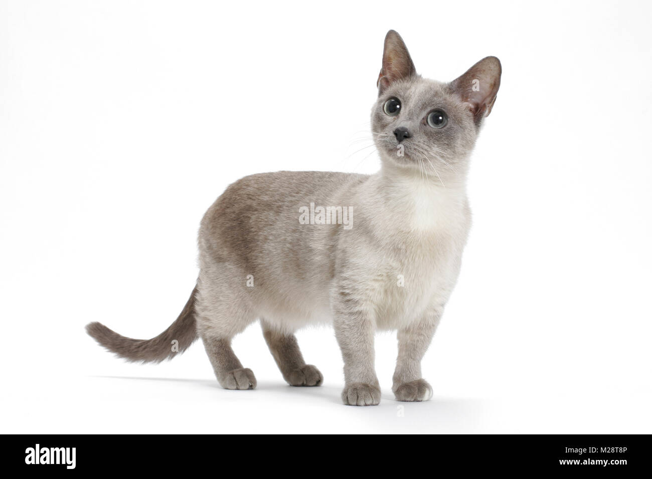 Blue Mink Munchkin in studio Stock Photo - Alamy