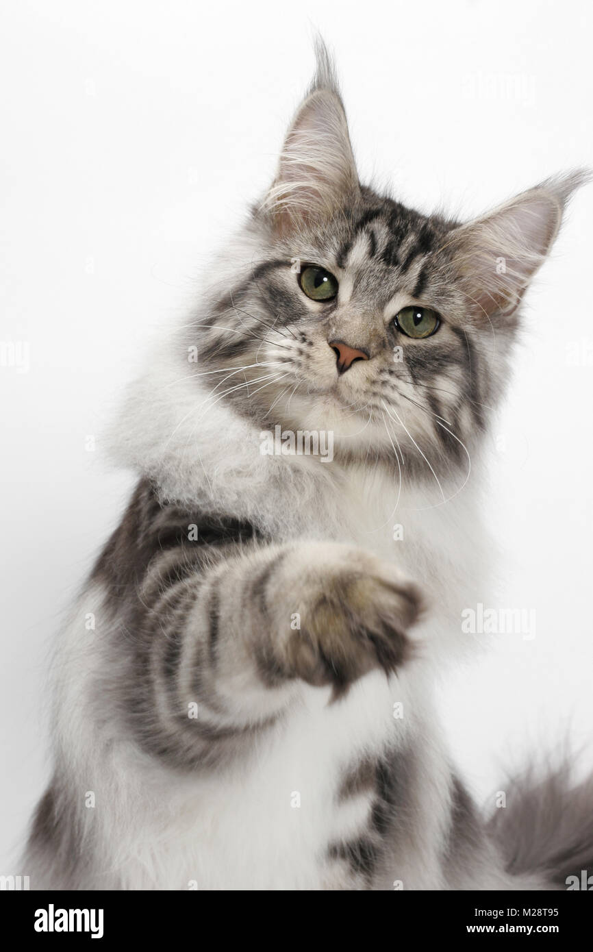 Maine Coon one leg up, Silver Classic Tabby colour, white background ...