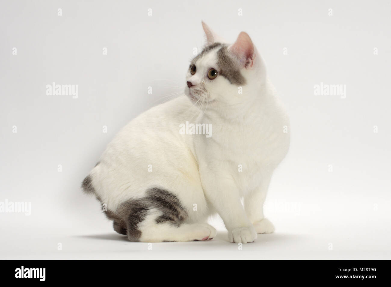 Blue Classic Tabby and White Manx Stock Photo - Alamy