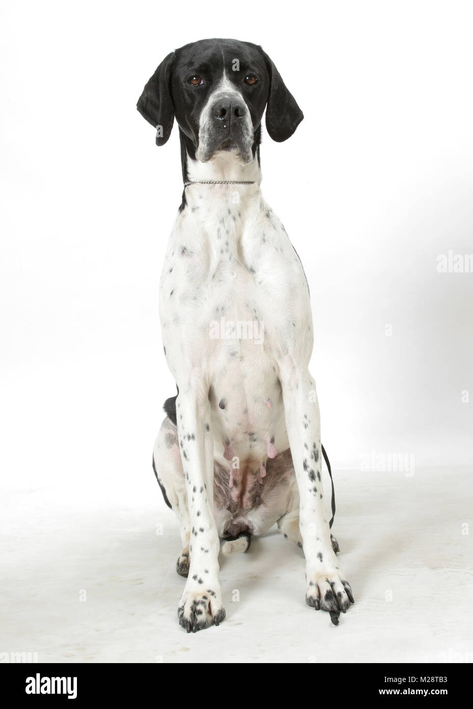 Australian Grand Champion Pointer, sitting Stock Photo - Alamy