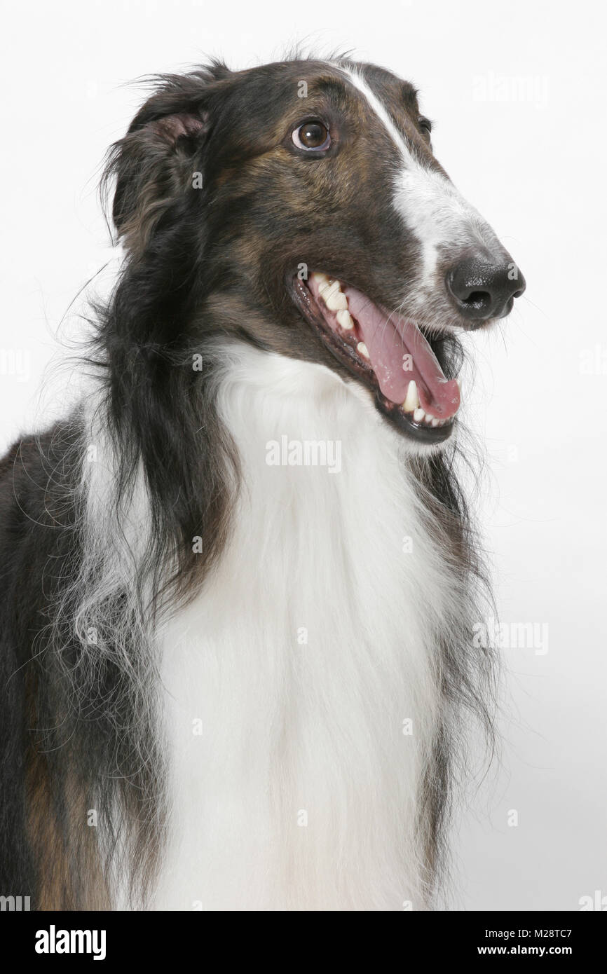 Australian Champion Borzoi head study Stock Photo - Alamy