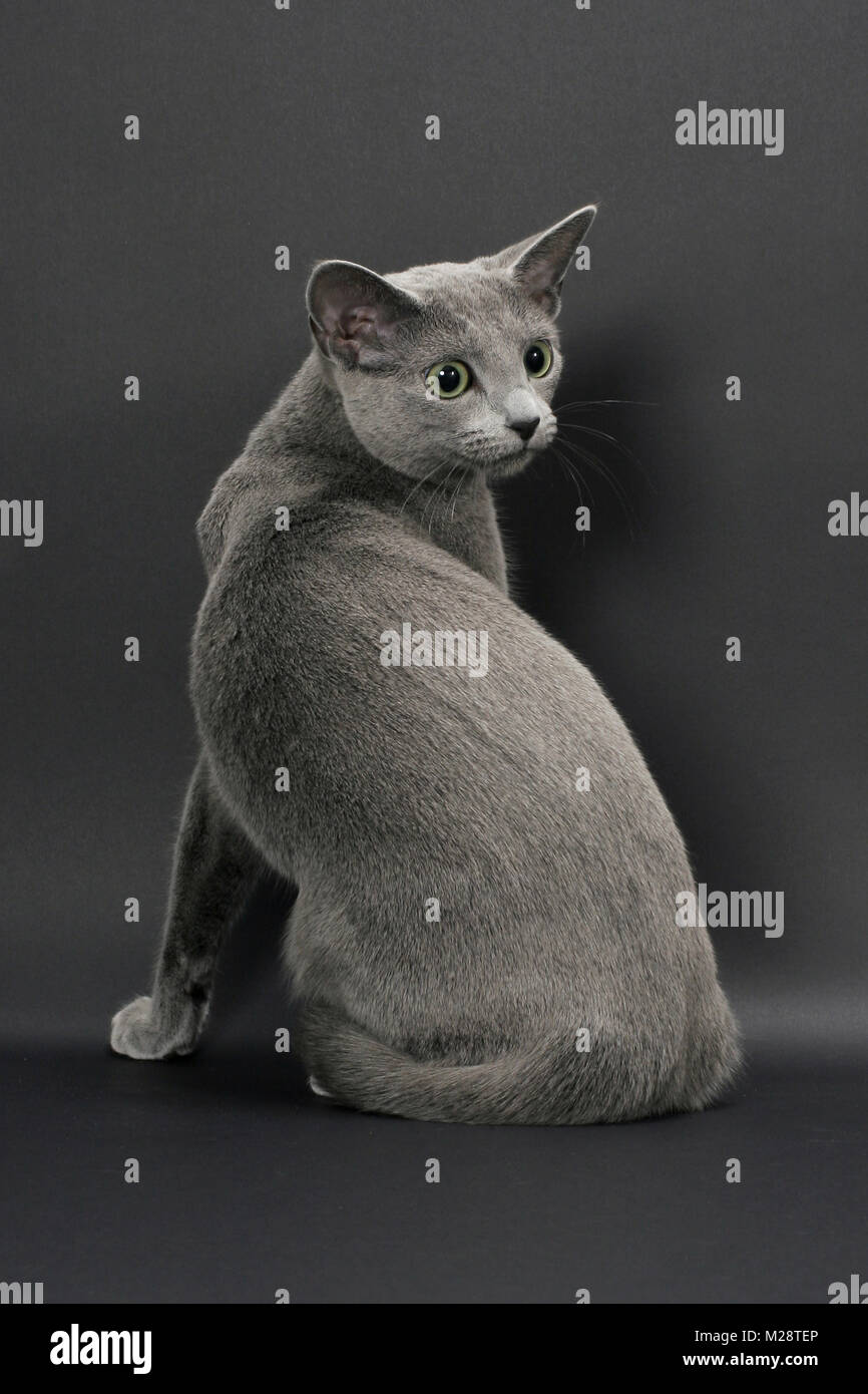 Russian Blue female cat, back view Stock Photo - Alamy