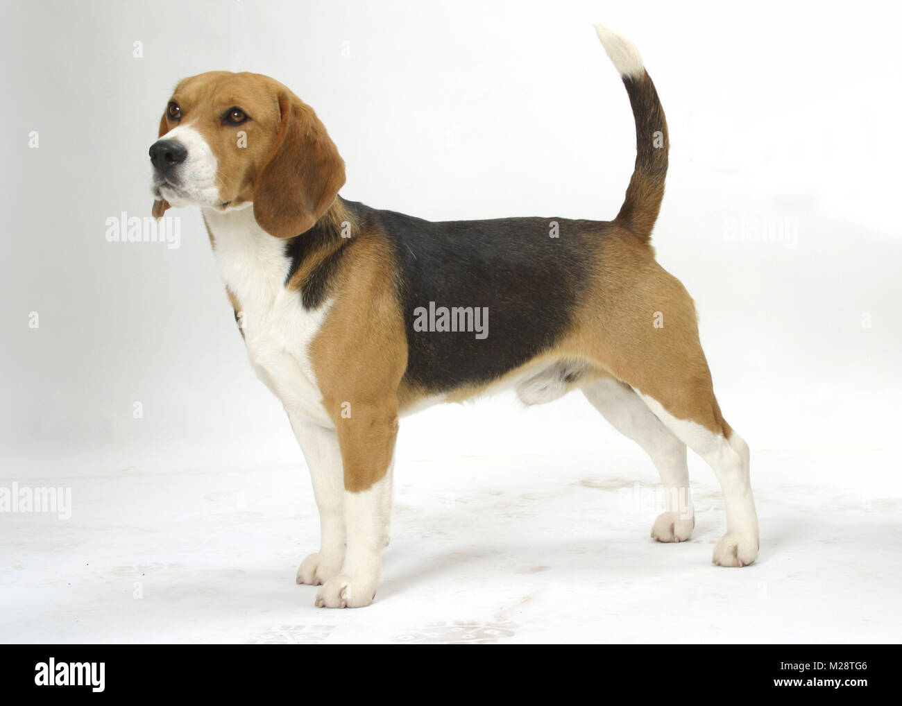 beagle on white background, posed Stock Photo - Alamy