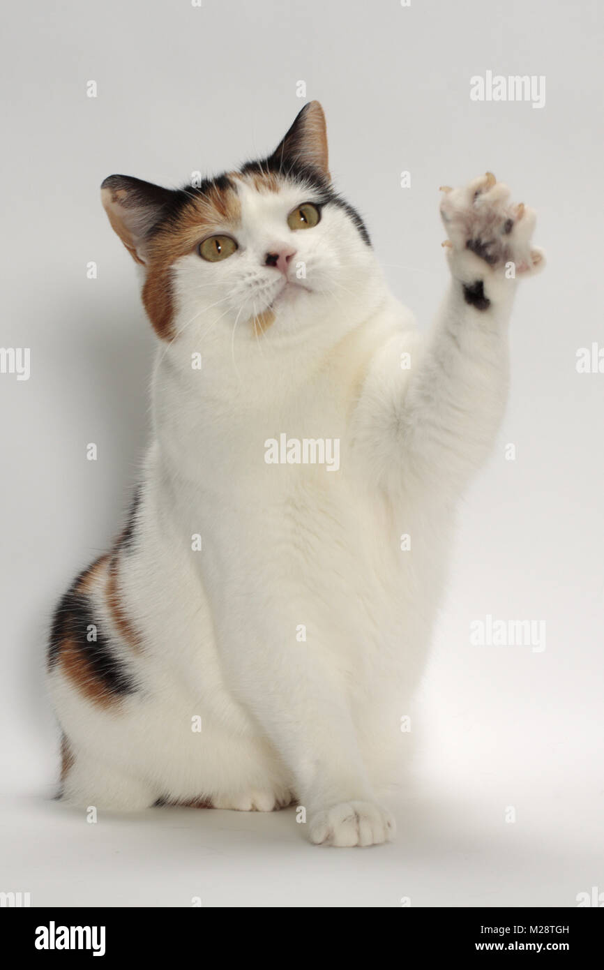 Tortoiseshell and White Manx cat, one paw up Stock Photo - Alamy