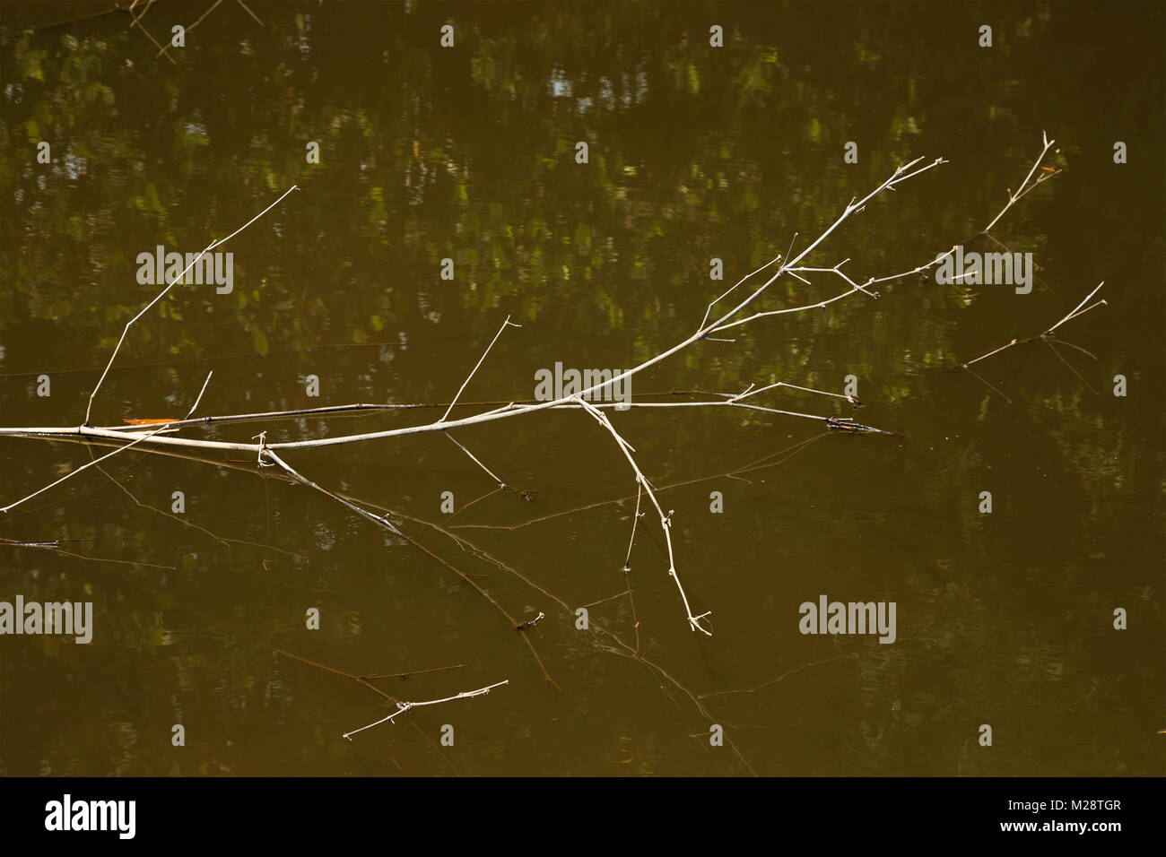 Twig Floating on Pond Stock Photo - Alamy