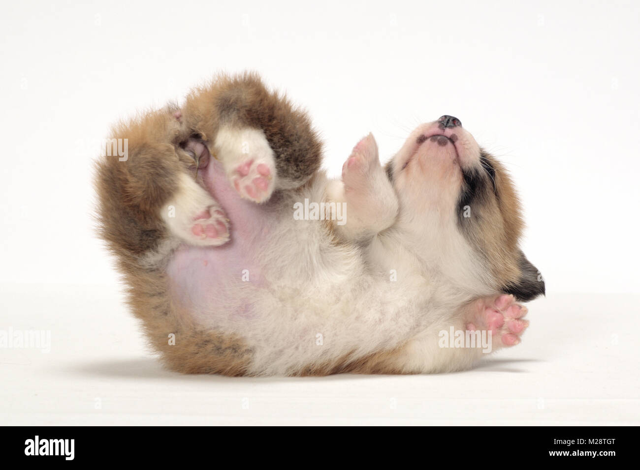 Corgi rolling hi-res stock photography and images - Alamy